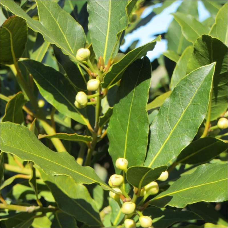 laurier-noble | La beauté au naturel