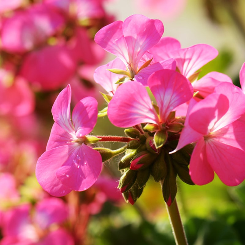 geranium-rosat-fleur | La beauté au naturel
