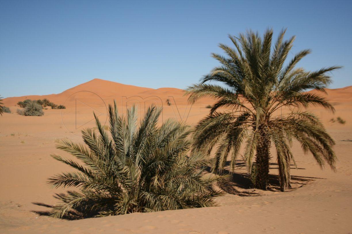 dattier du désert | La beauté au naturel