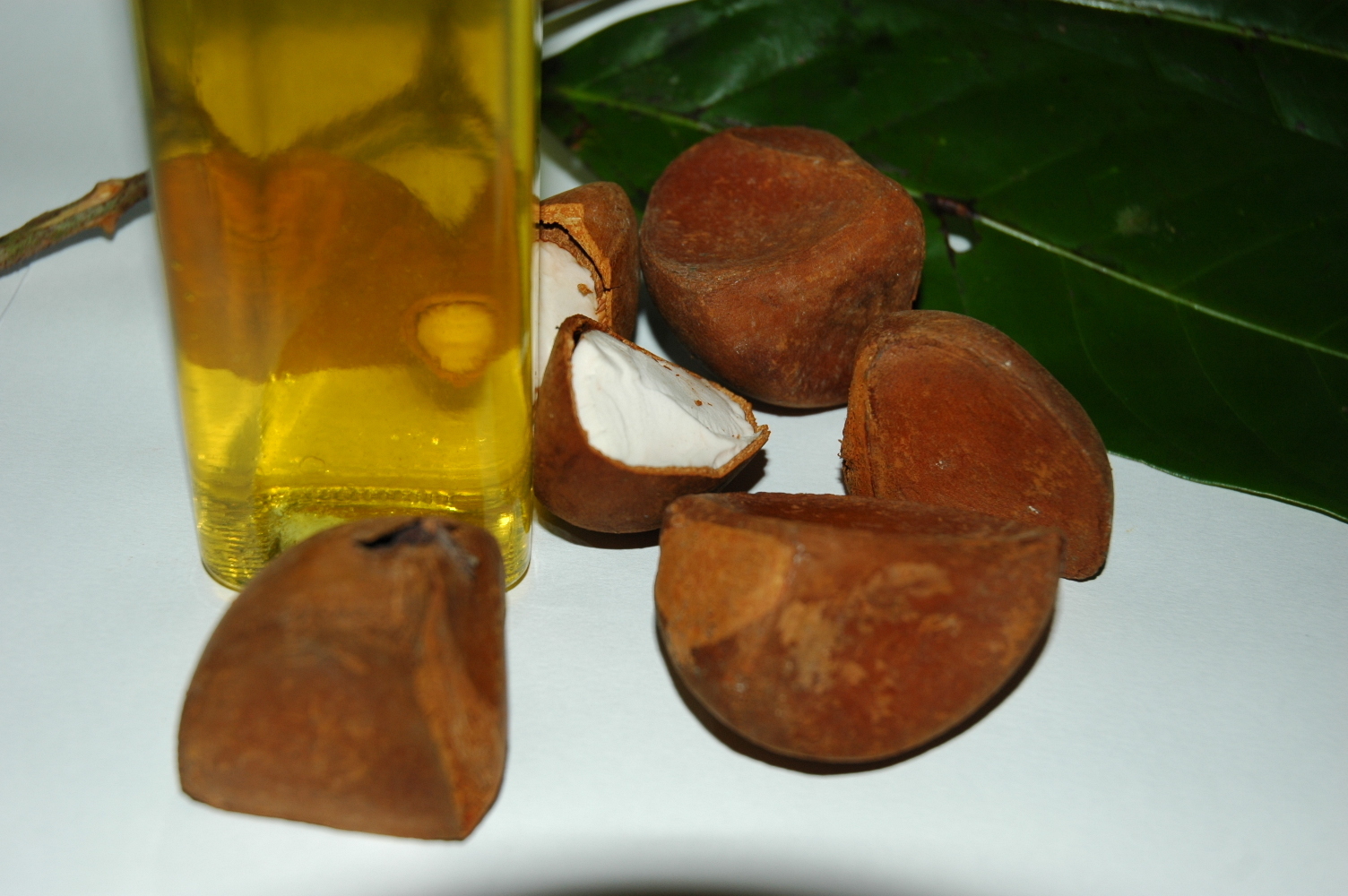 Huile végétale d’Andiroba pour la beauté : bienfaits et propriétés