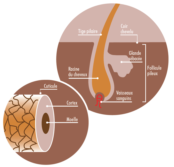 Doubler la pousse des cheveux efficacement