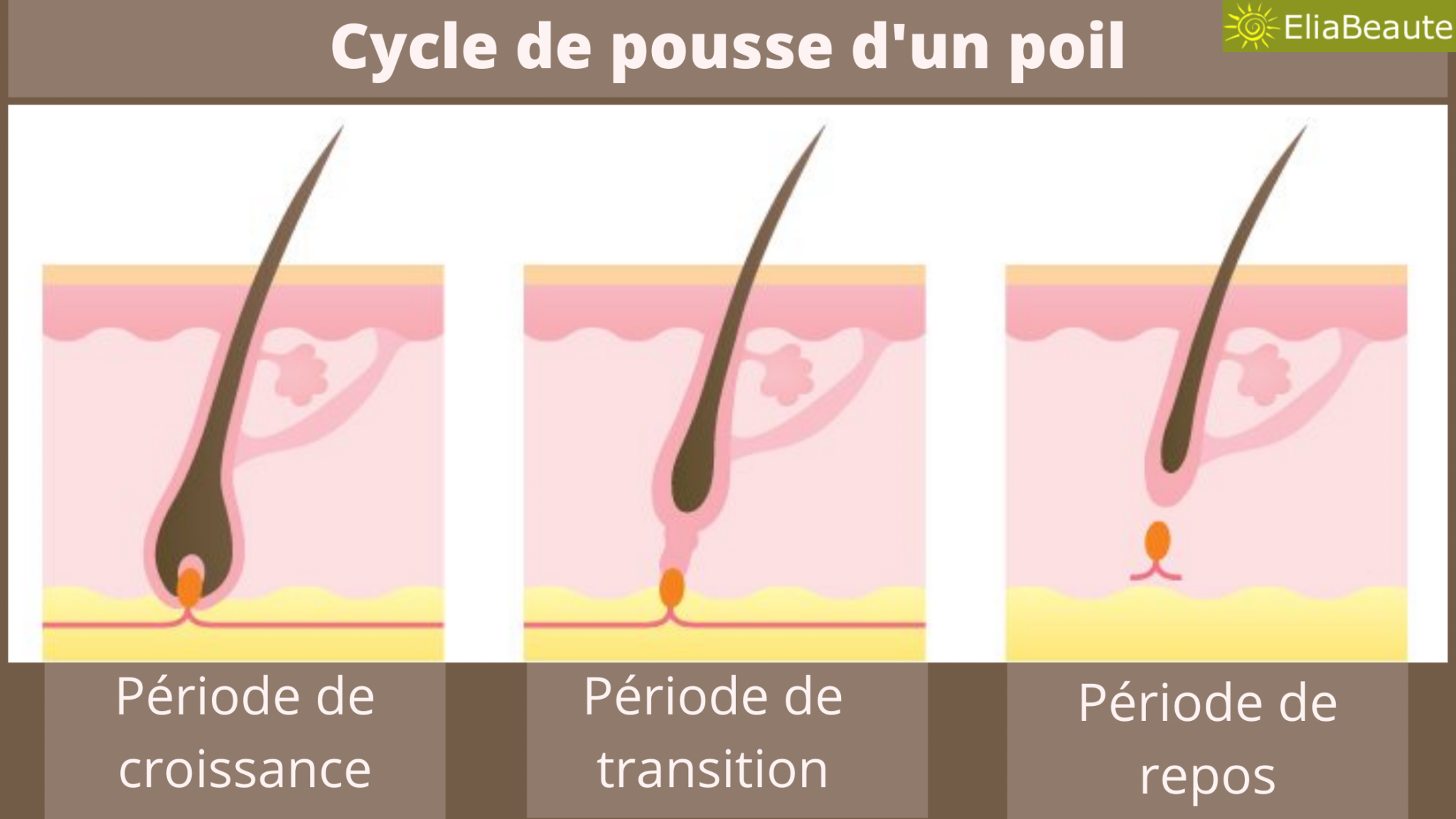 Poils : ralentir la repousse naturellement