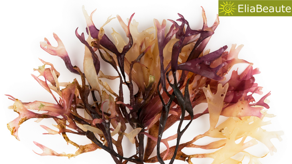 algue rouge chondrus crispus | La beauté au naturel